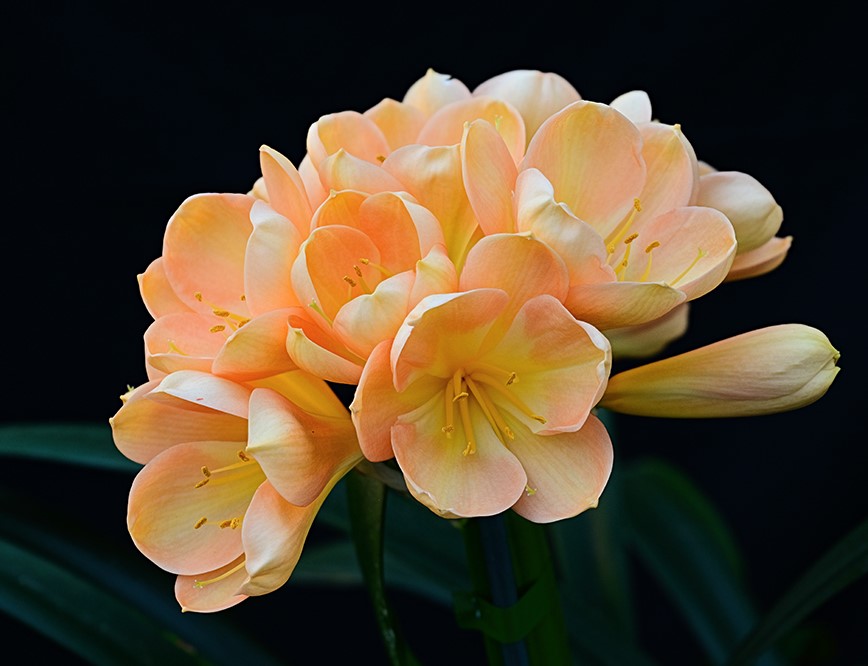 CLIVIA SEEDLING - PINK EURO PEACH – Just Cliveas