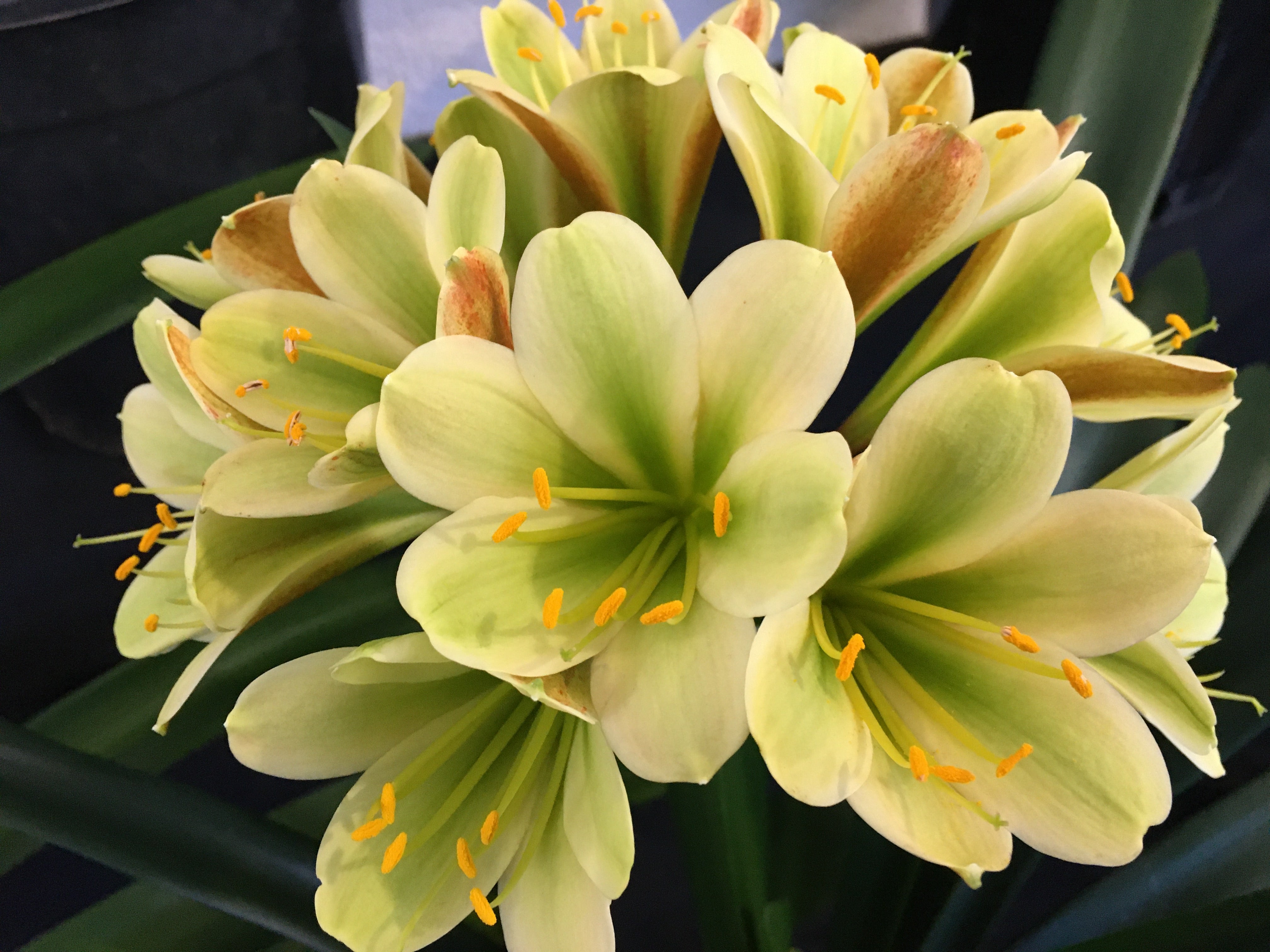 CLIVIA SEEDLING - VERSICOLOUR/777 – Just Cliveas