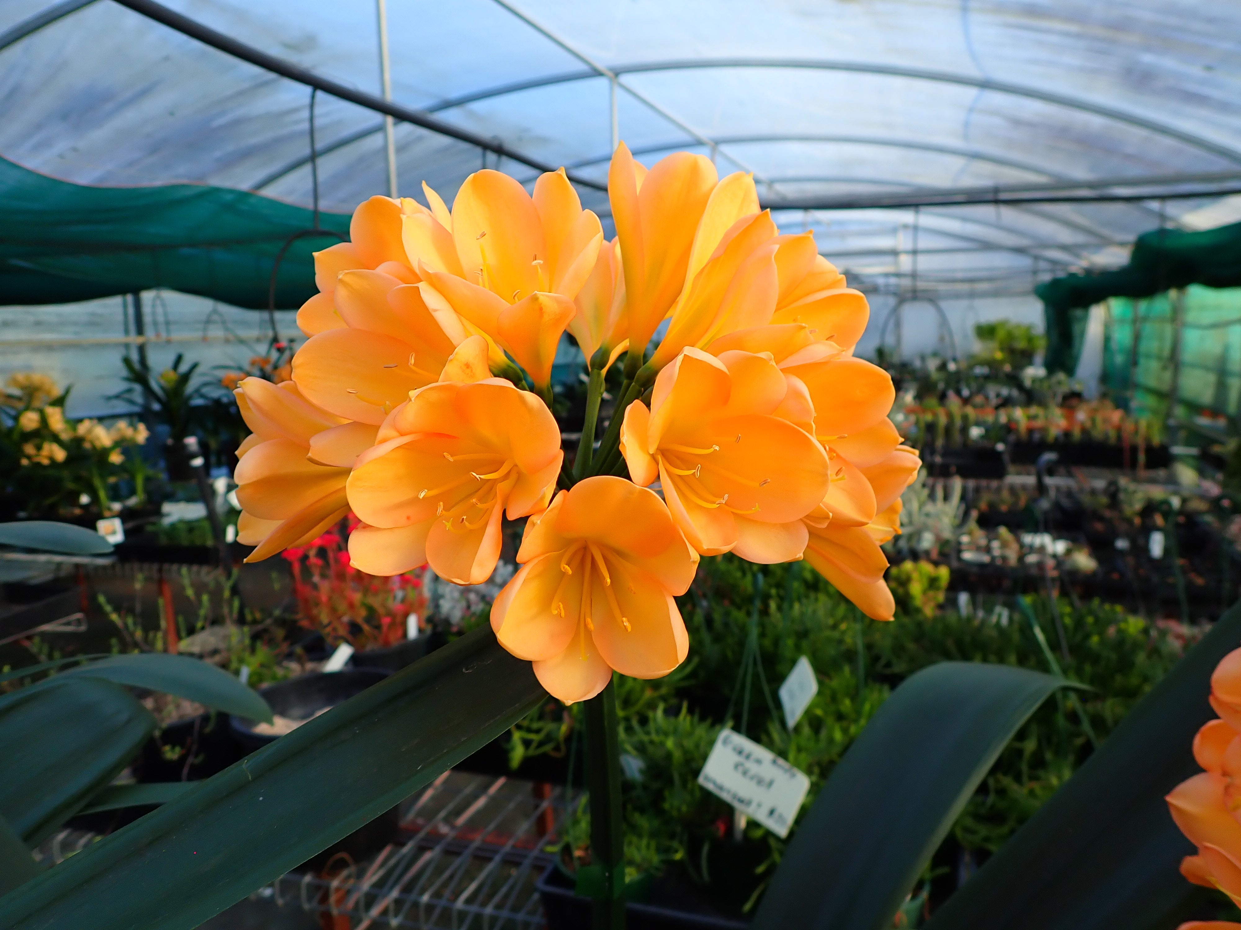 CLIVIA SEEDLING - BRIGHT EUROPEAN PEACH – Just Cliveas
