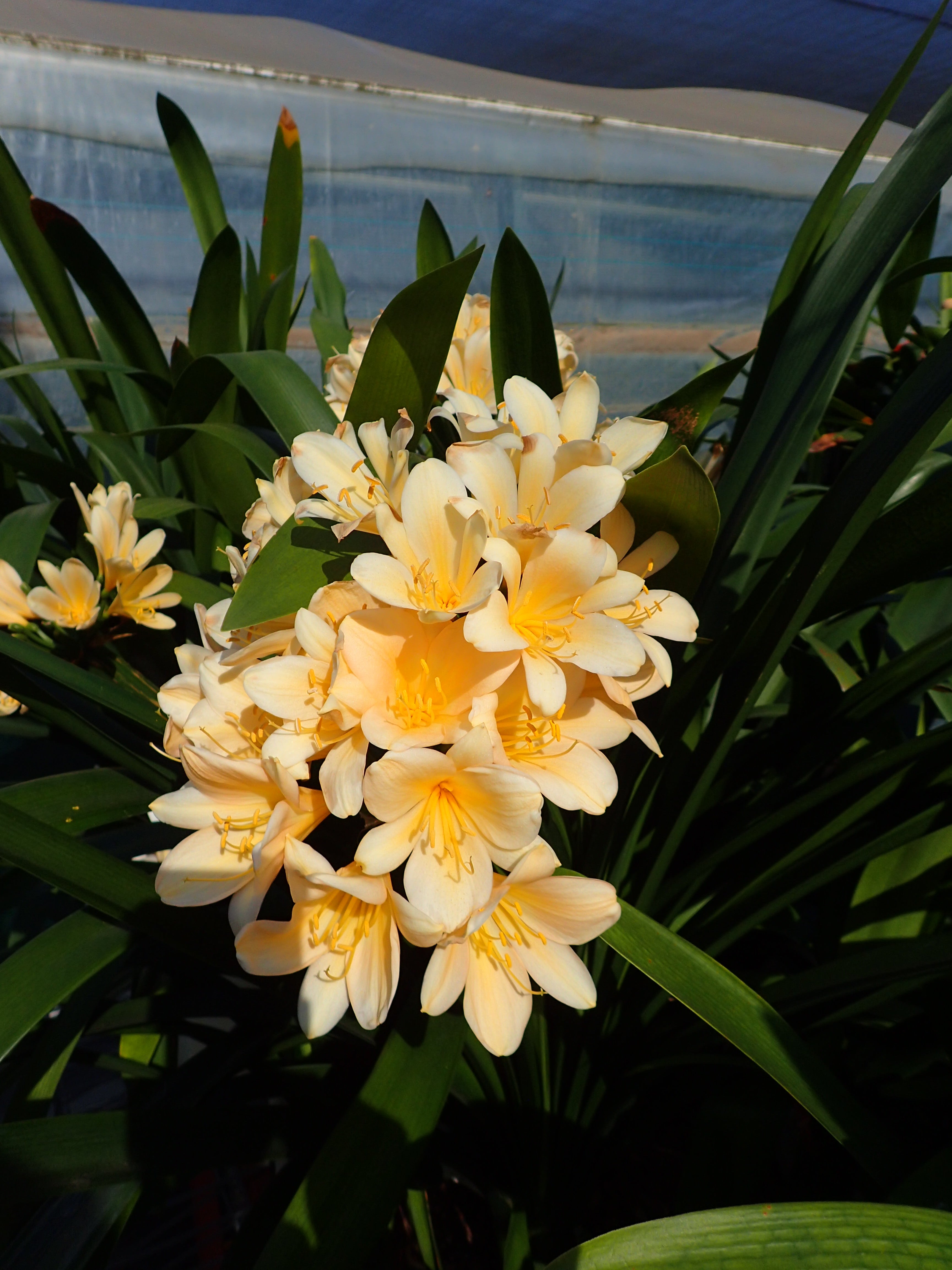 Clivia miniata GROUP ONE Pale Peach Clivia – Just Cliveas