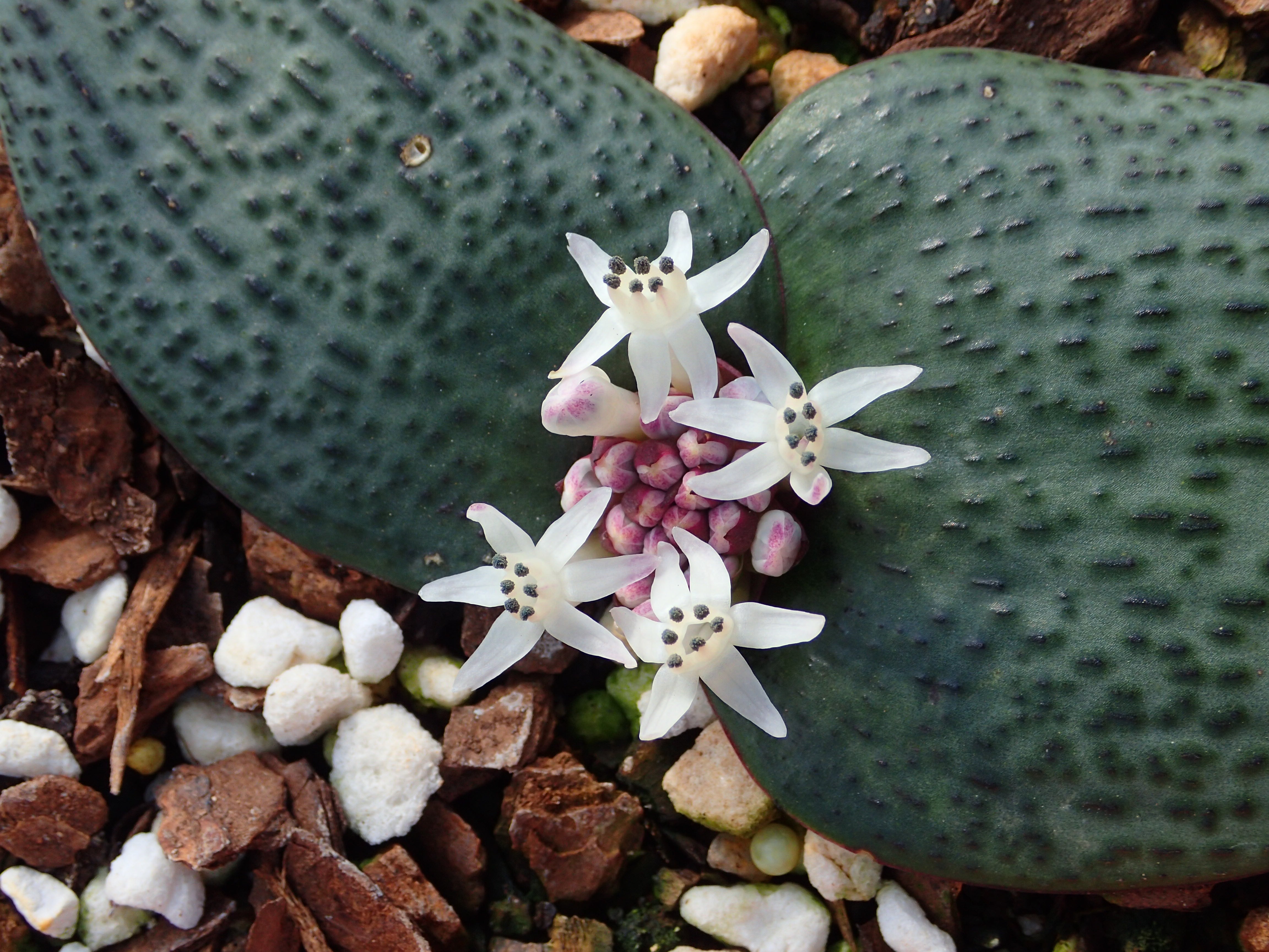 Massonia Amoena | Just Cliveas | Rare Plants