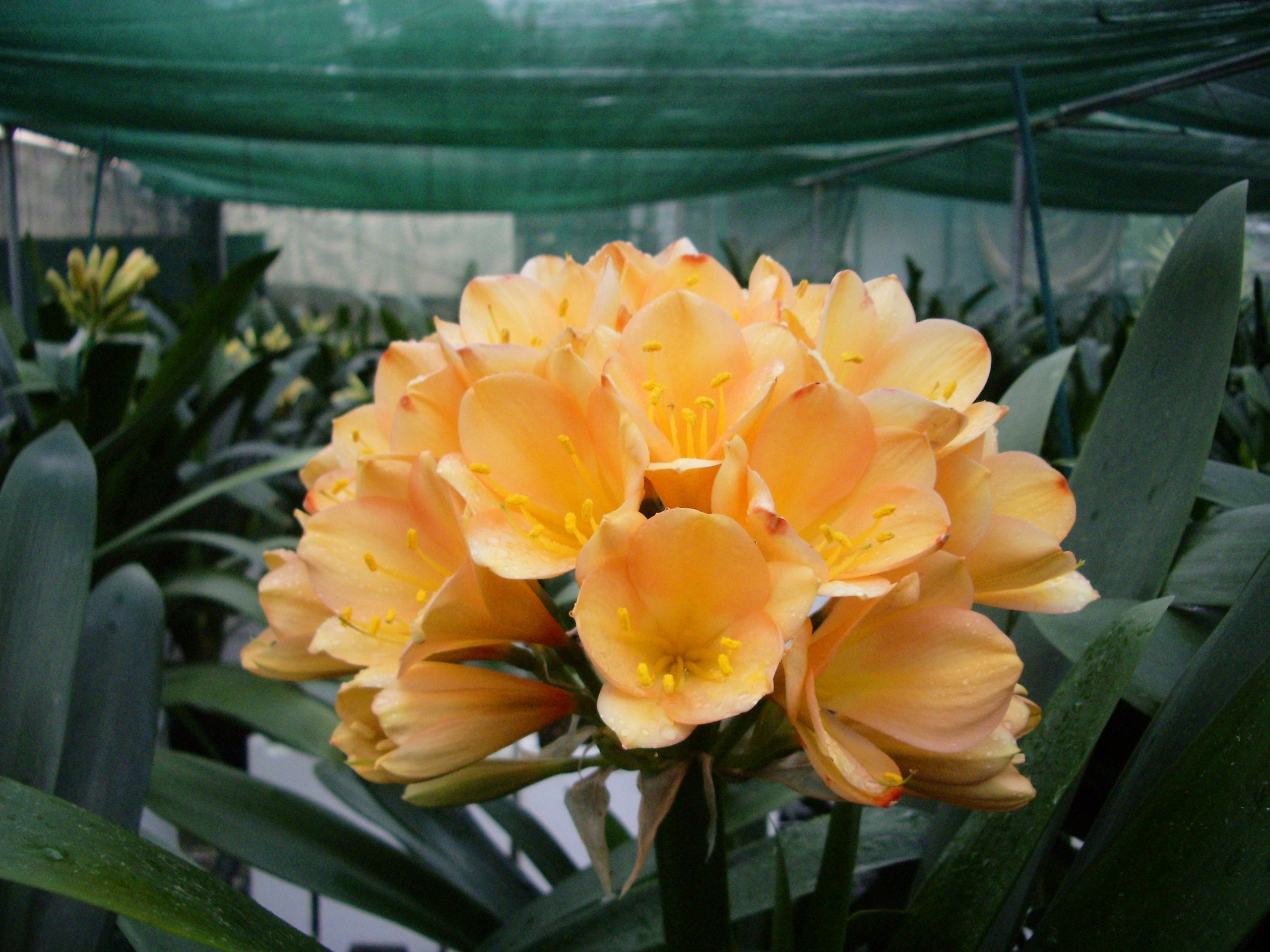 Clivia miniata European Peach – Just Cliveas